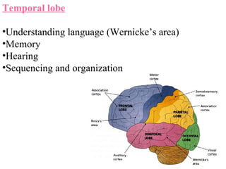 The brain | PPT | Free Download