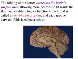 The brain | PPT