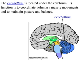 Brain Structures Involved In Voluntary Movement Clipart