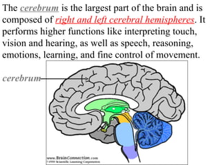 The brain | PPT