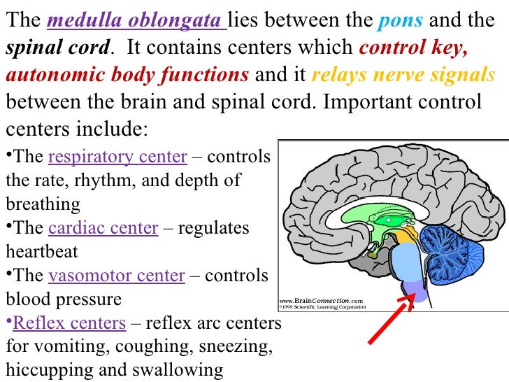 Medulla Function