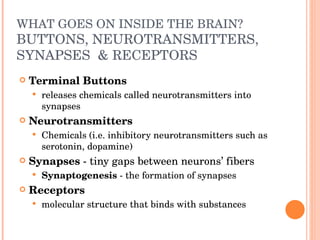 The Brain | PPT