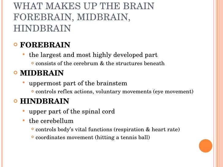 The Brain