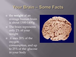 The Brain | PPT