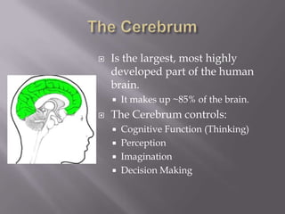 The Brain | PPT