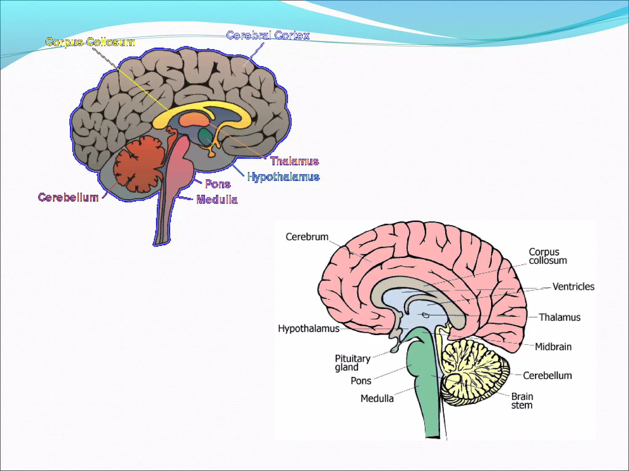 The brain | PPT