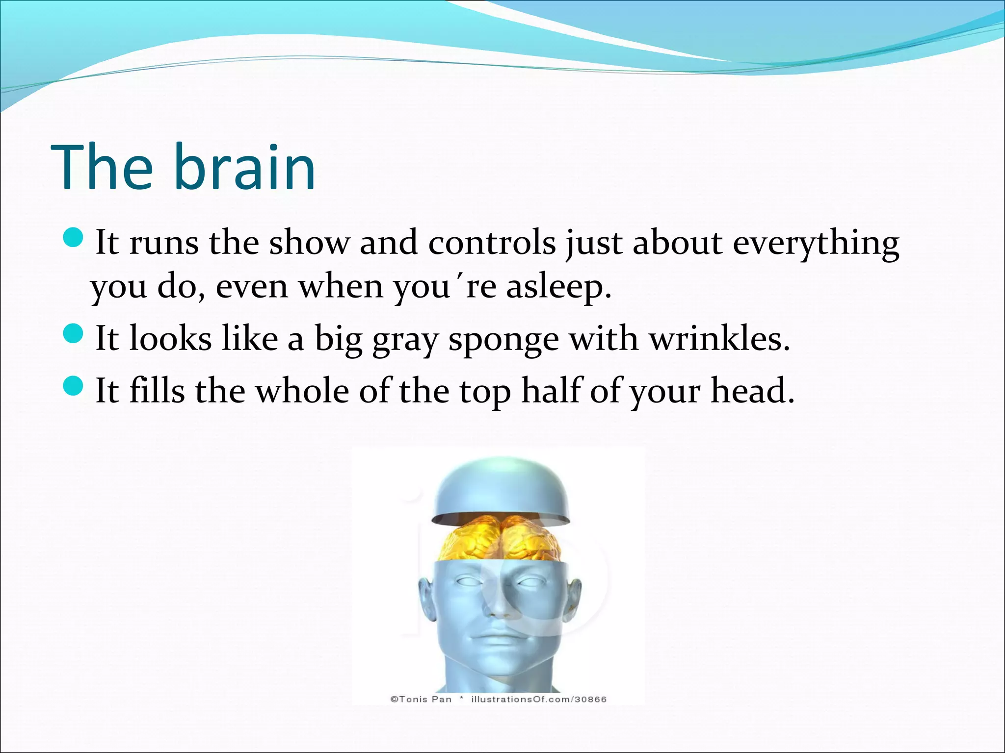 The brain | PPT