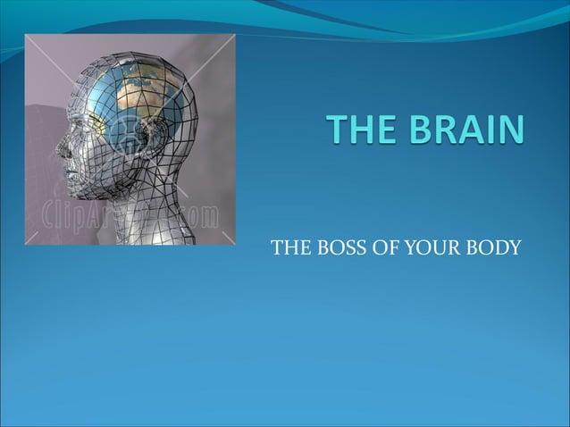 The brain | PPT