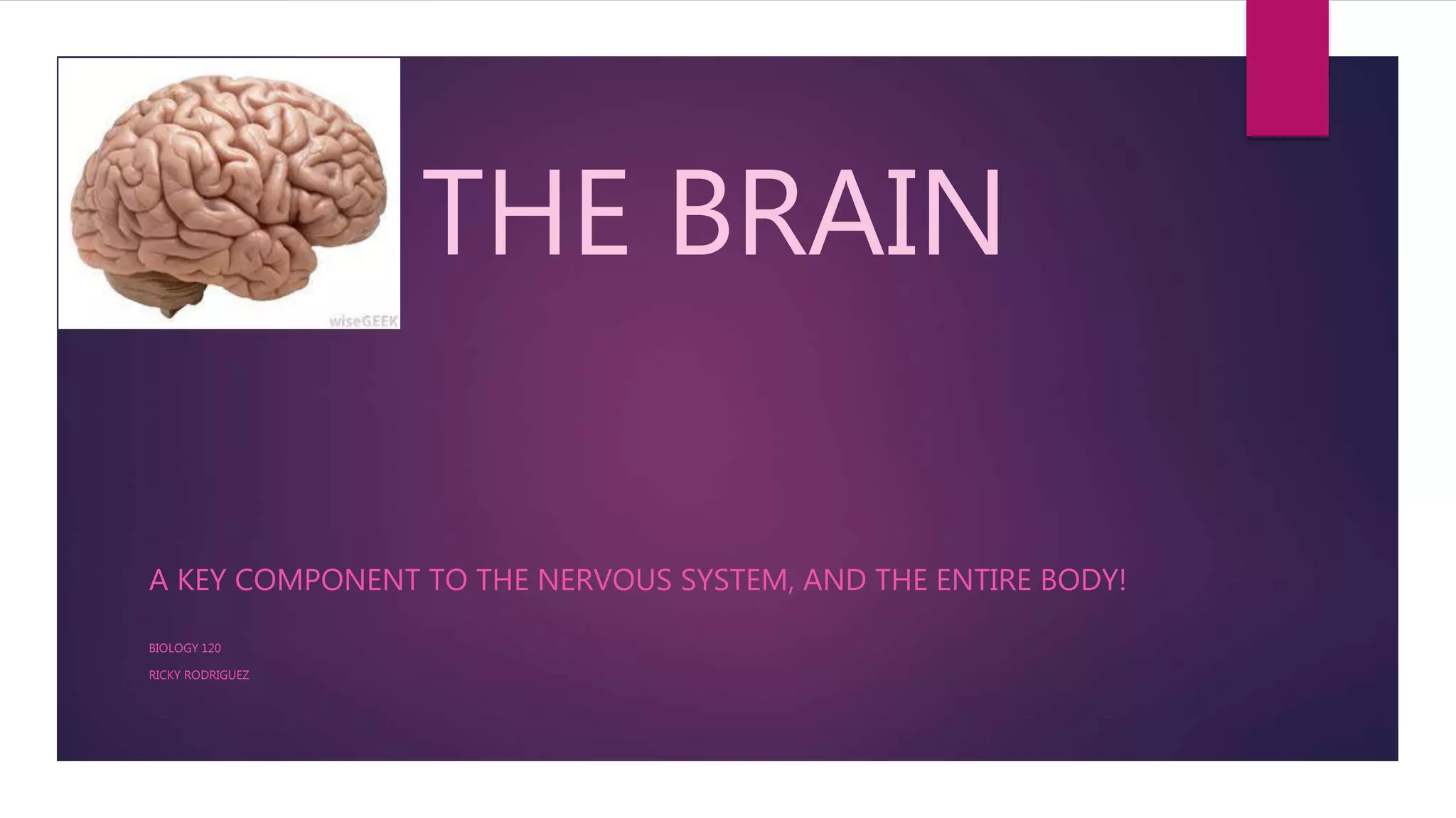 The brain | PPT