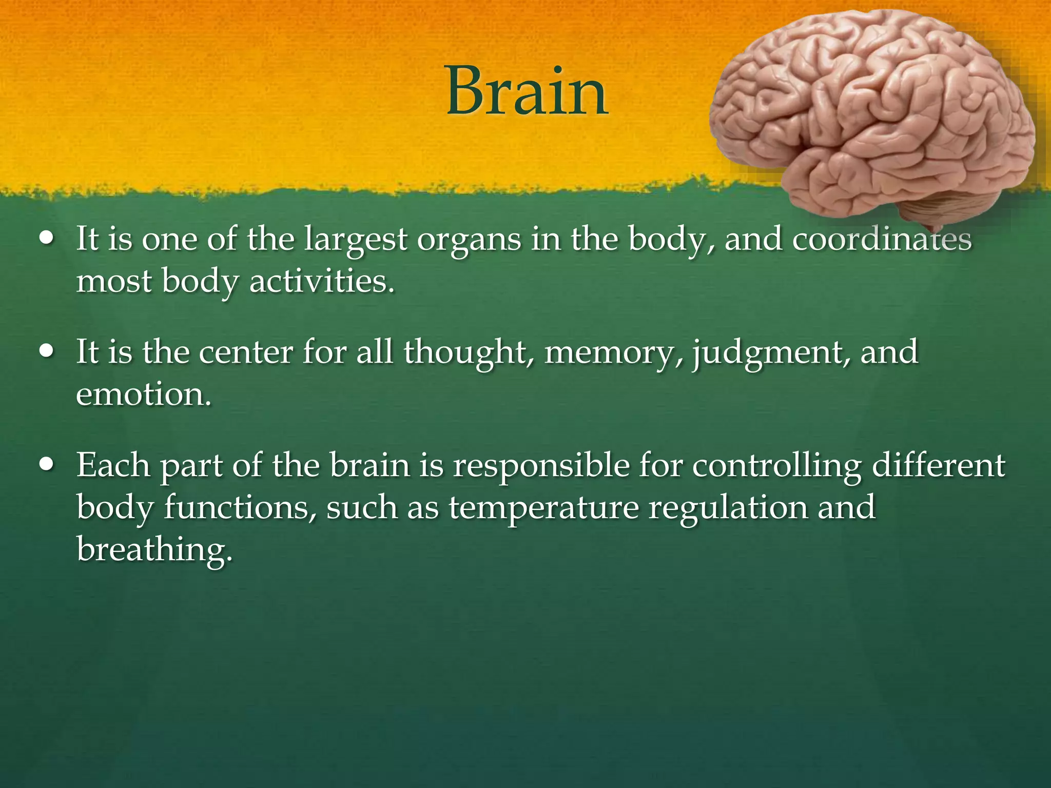 The brain | PPTX