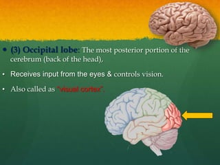 The brain | PPTX