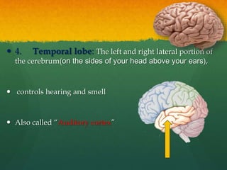 The brain | PPTX