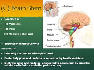 The brain | PPTX