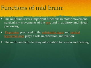 The brain | PPTX