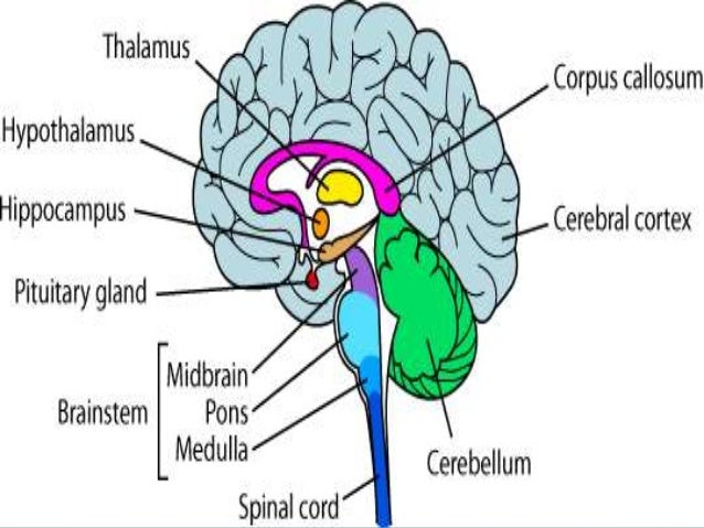 Brainstem Definition Anatomy Parts Function Kenhub