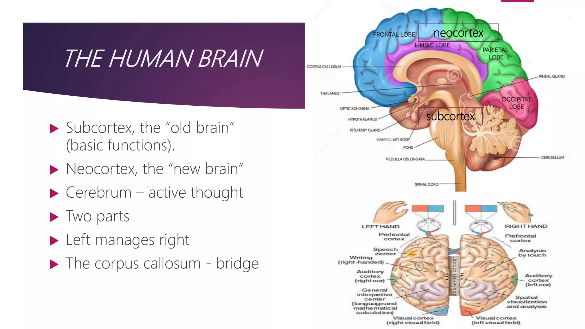 The brain | PPT