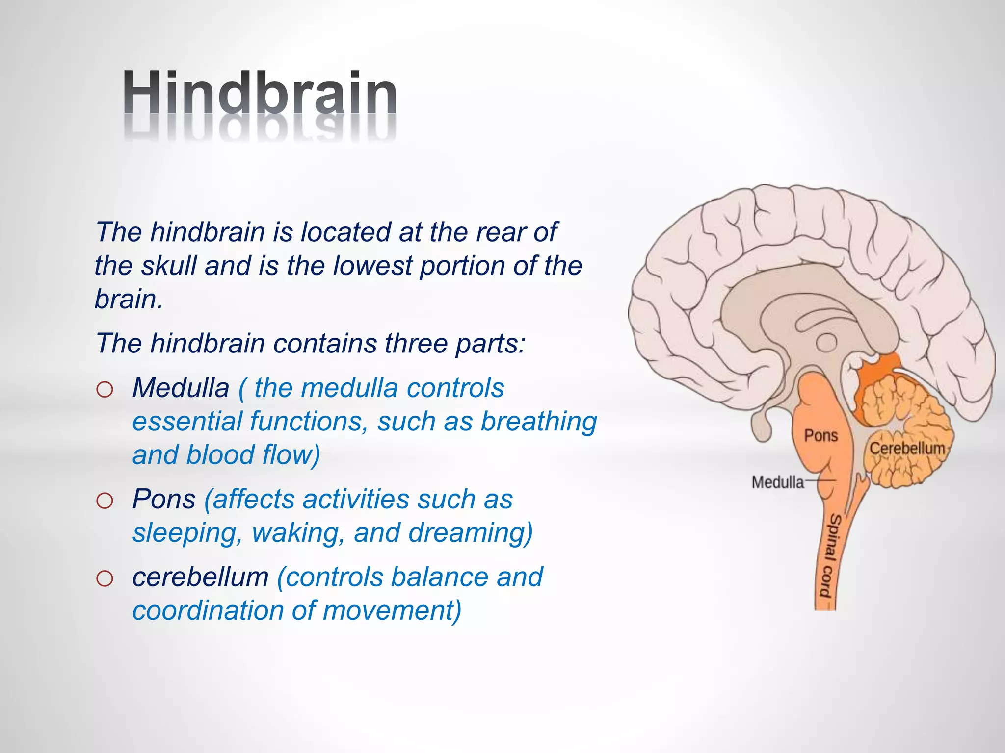 The brain | PPT
