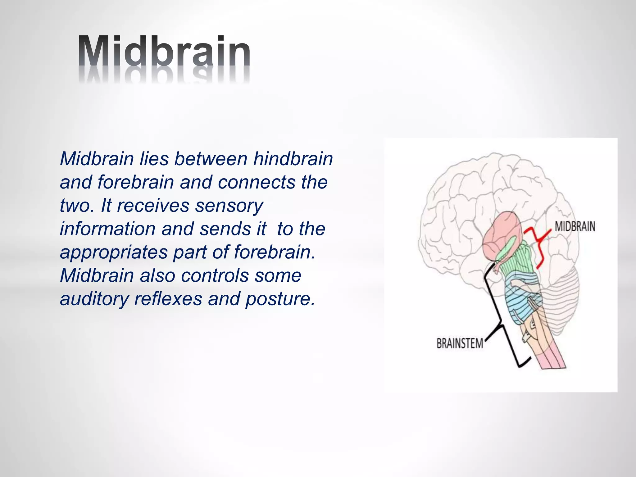 The brain | PPT