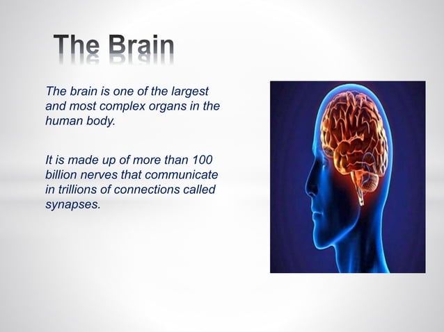 The brain | PPT