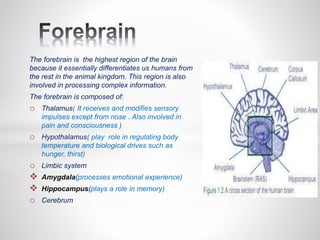 The brain | PPT