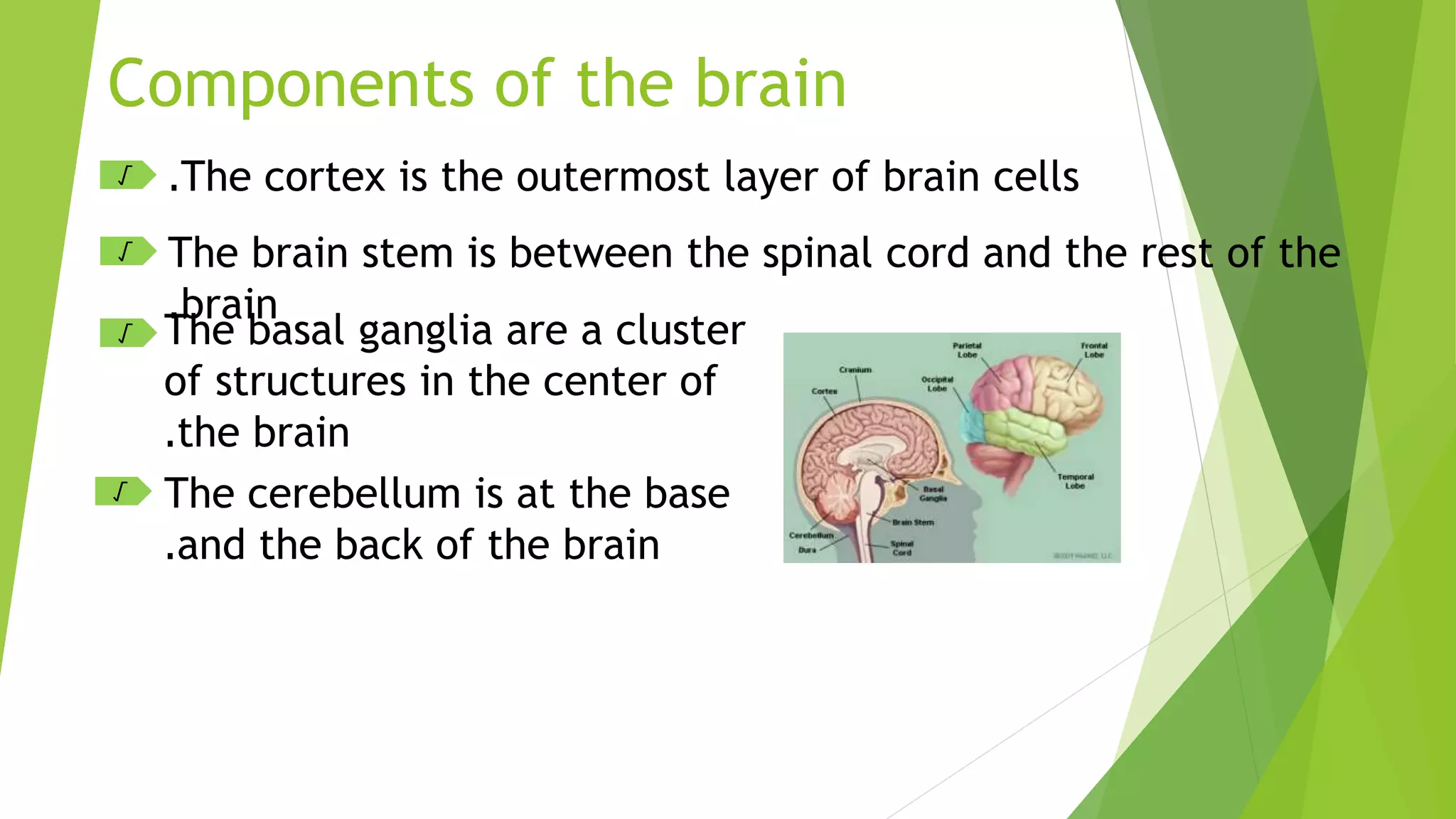 The brain | PPT