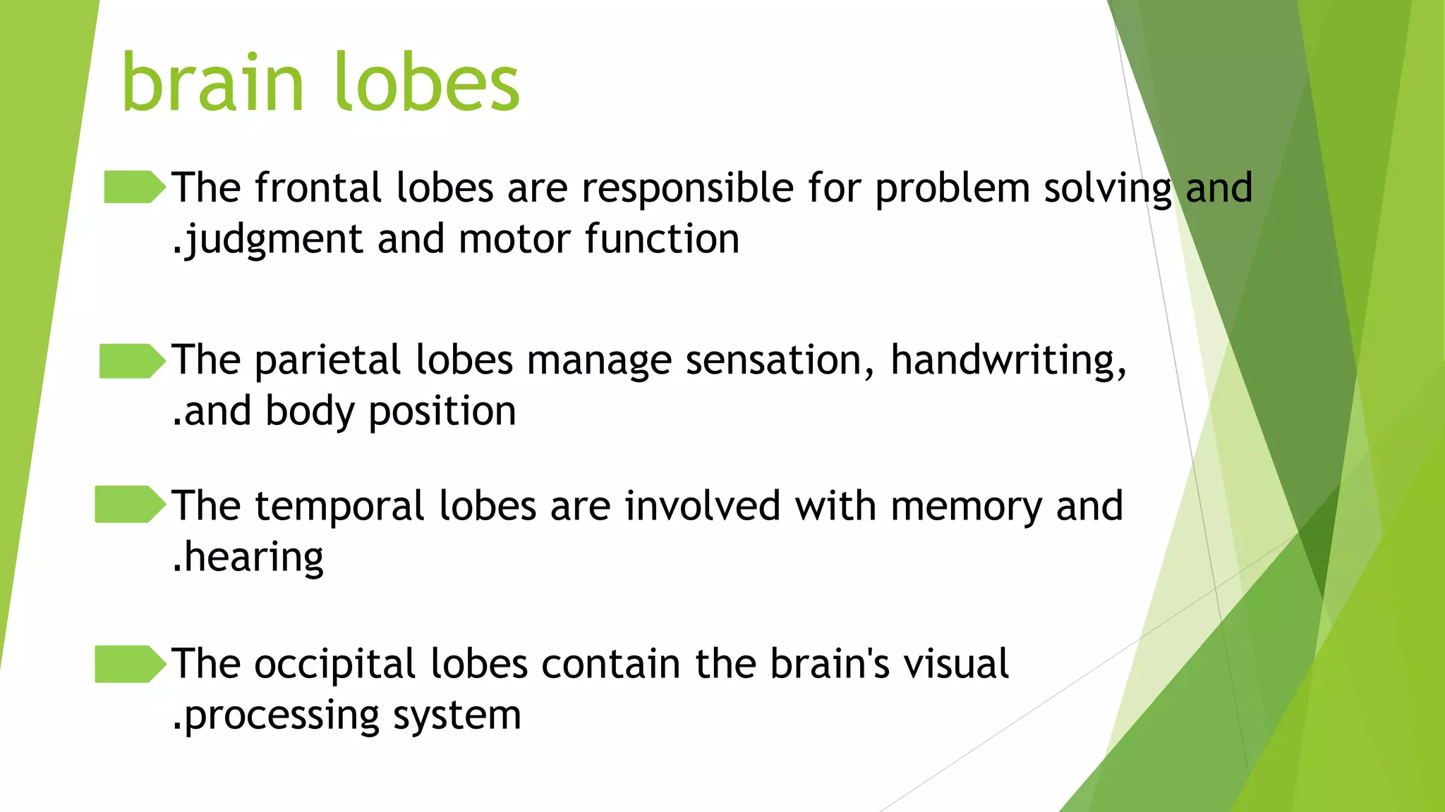 The brain | PPT