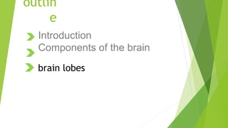The brain | PPT