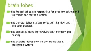 The brain | PPT
