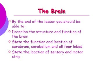 The brain | PPT