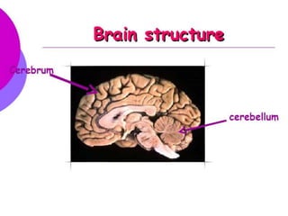The brain | PPT