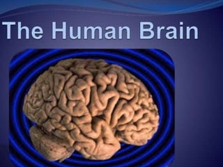 The brain | PPT