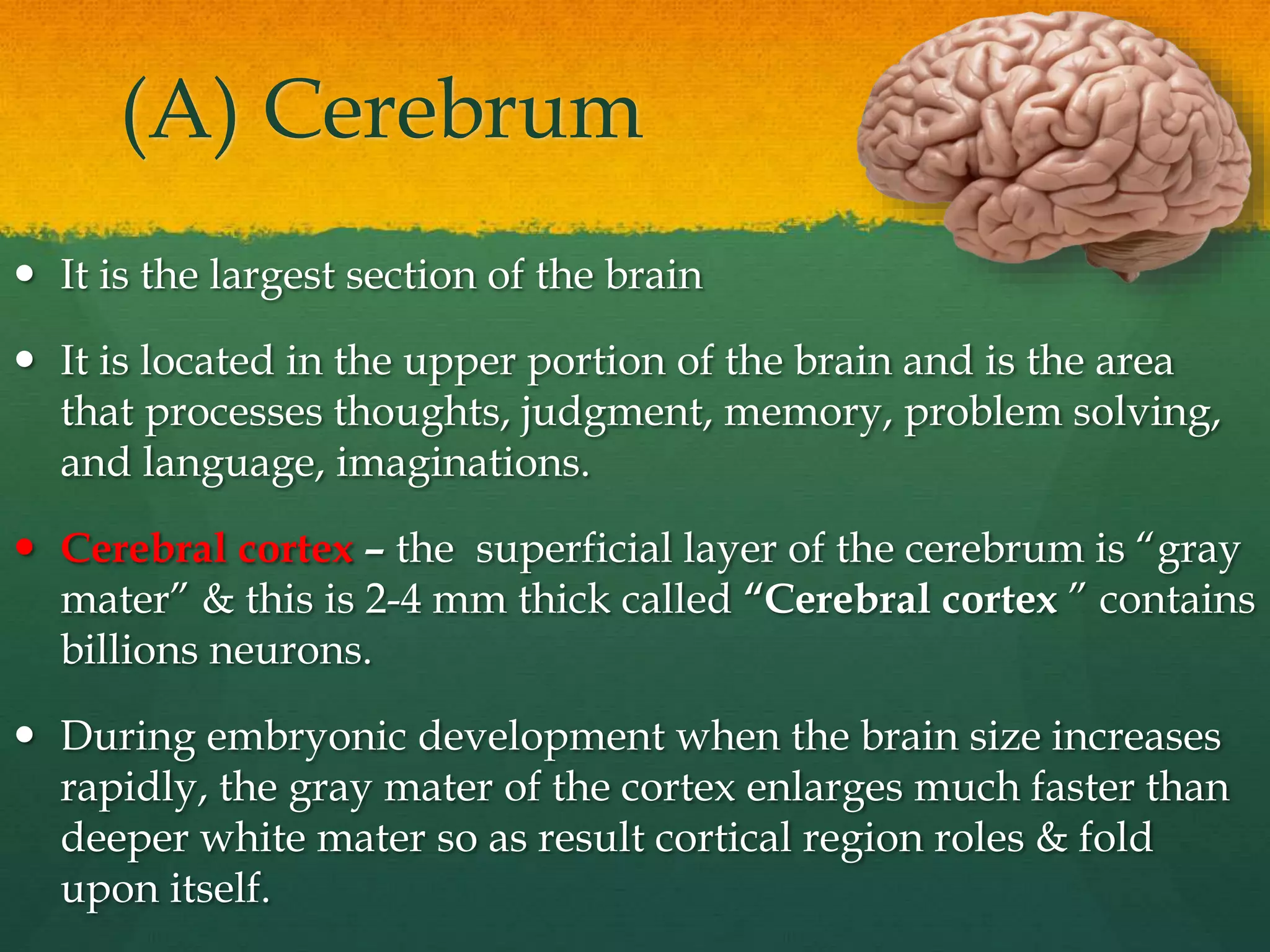 The human brain.pptx