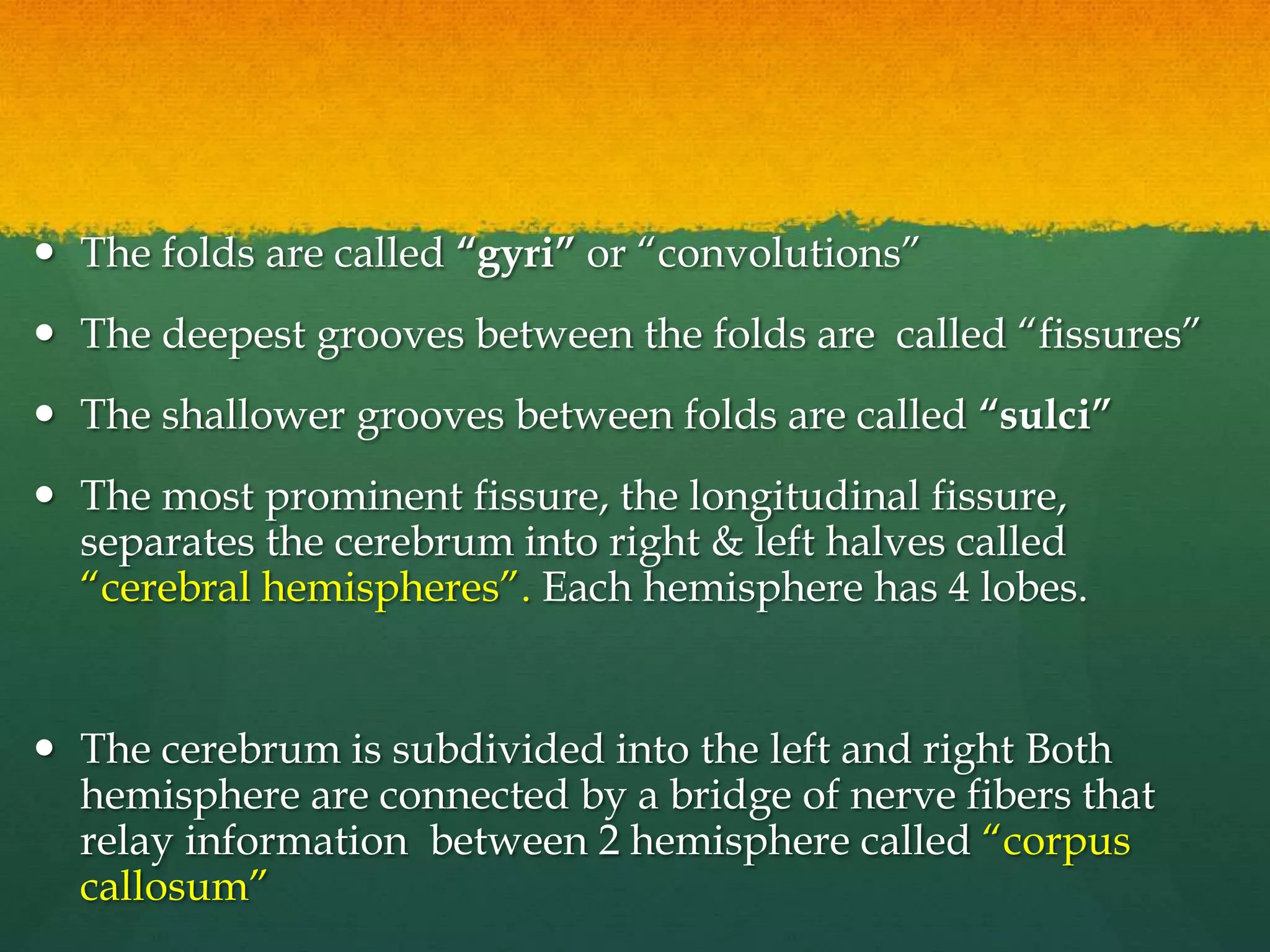 The human brain.pptx