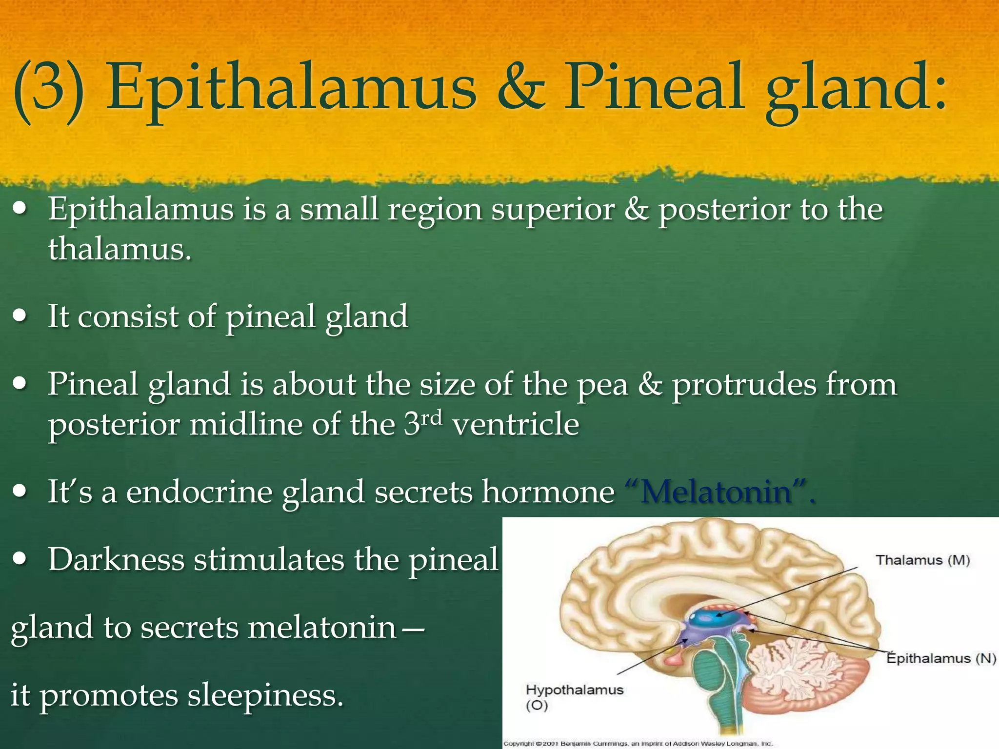 The human brain.pptx