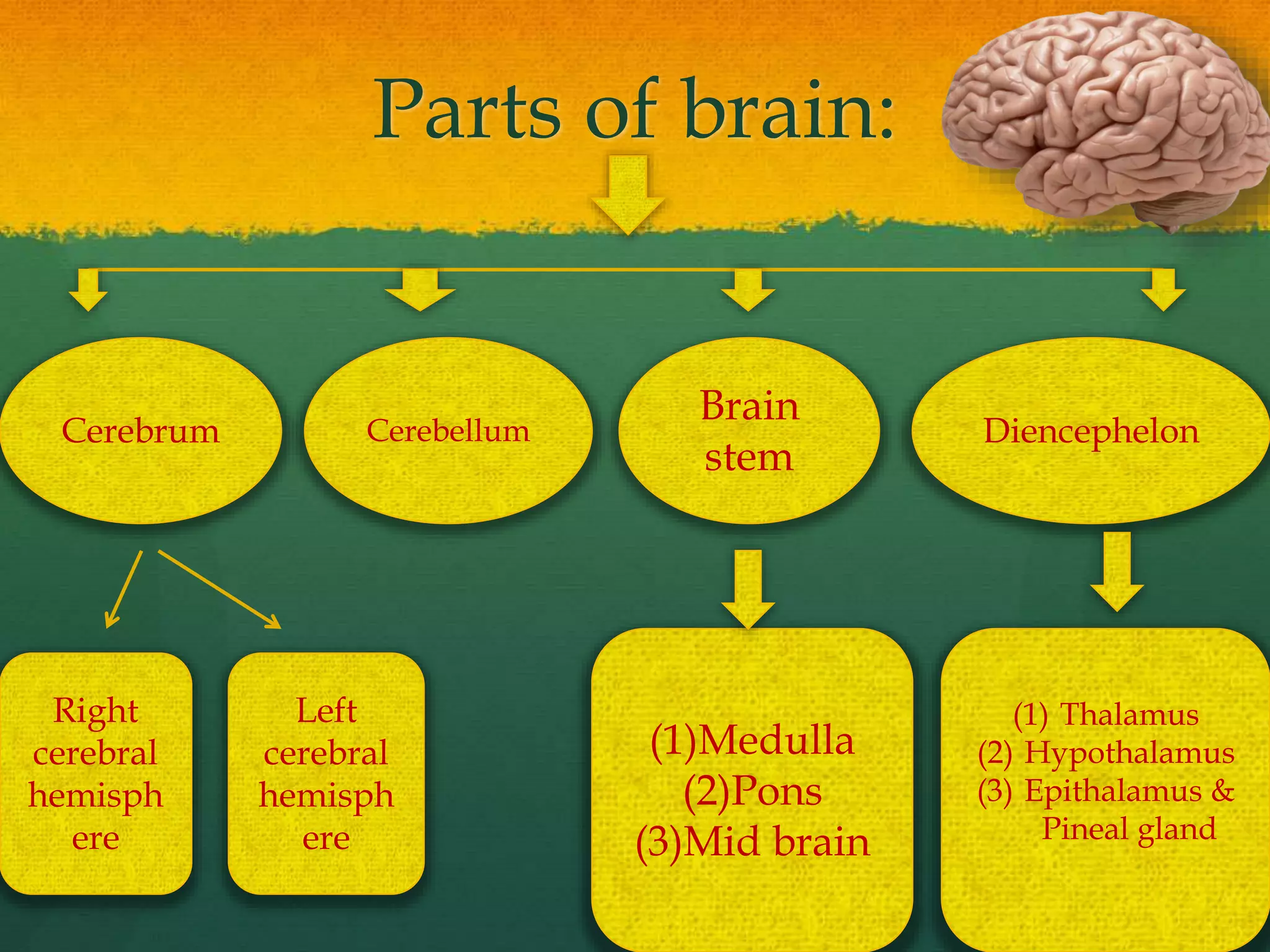 The human brain.pptx