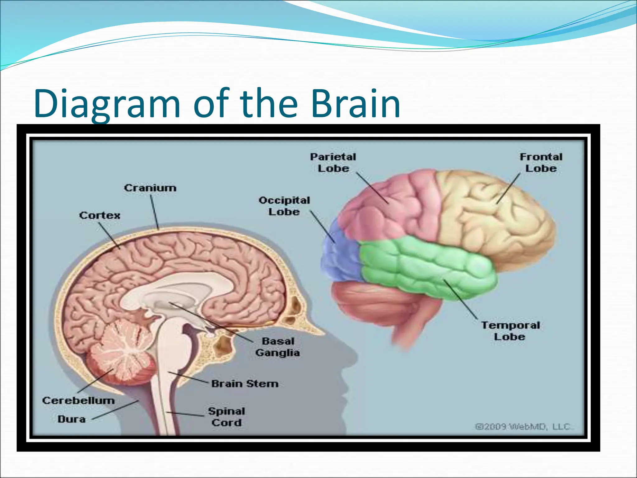 the_brain structure and function of the body.ppt