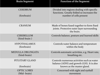 the_brain structure and function of the body.ppt
