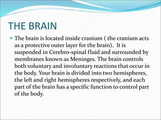 the brain structure and function of the body.ppt | Free Download
