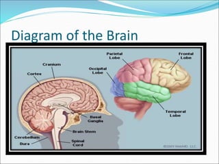 the brain structure and function of the body.ppt | Free Download
