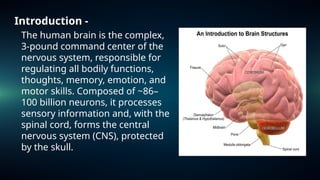 Comprehensive Overview of the Human Brain: Structure, Function, and ...