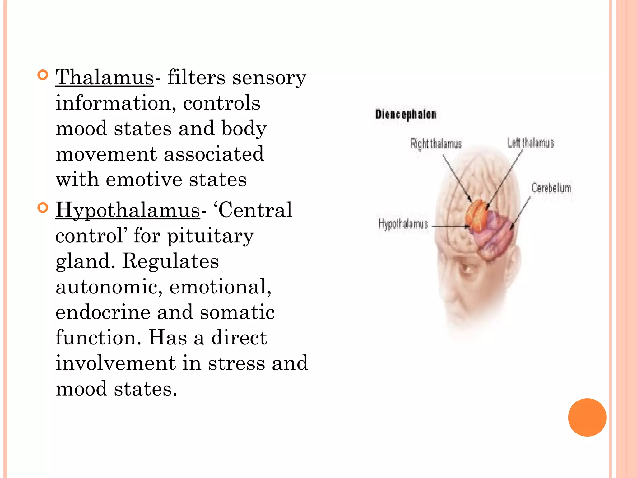 The brain a presentation | PPT