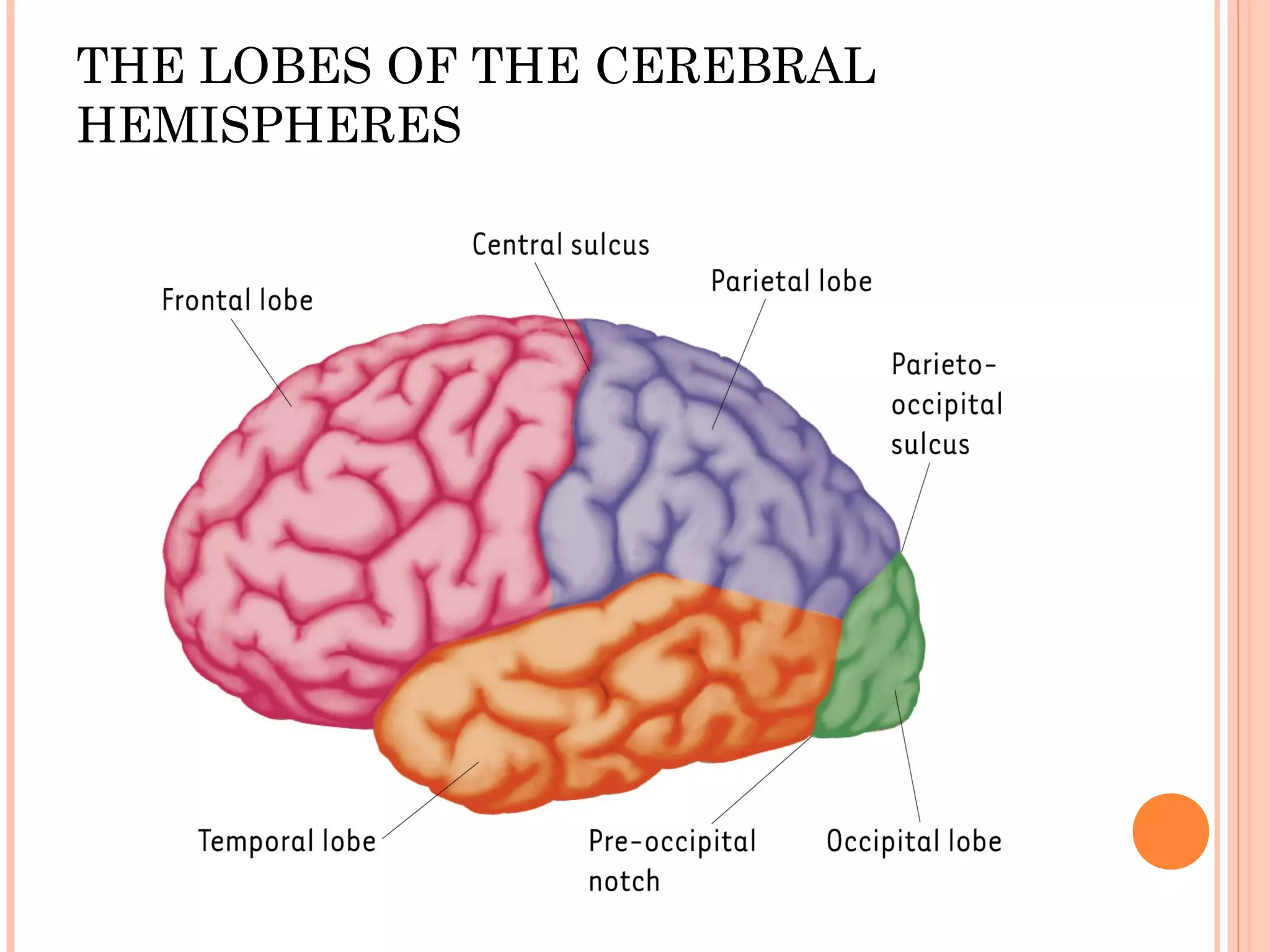 The brain a presentation | PPT