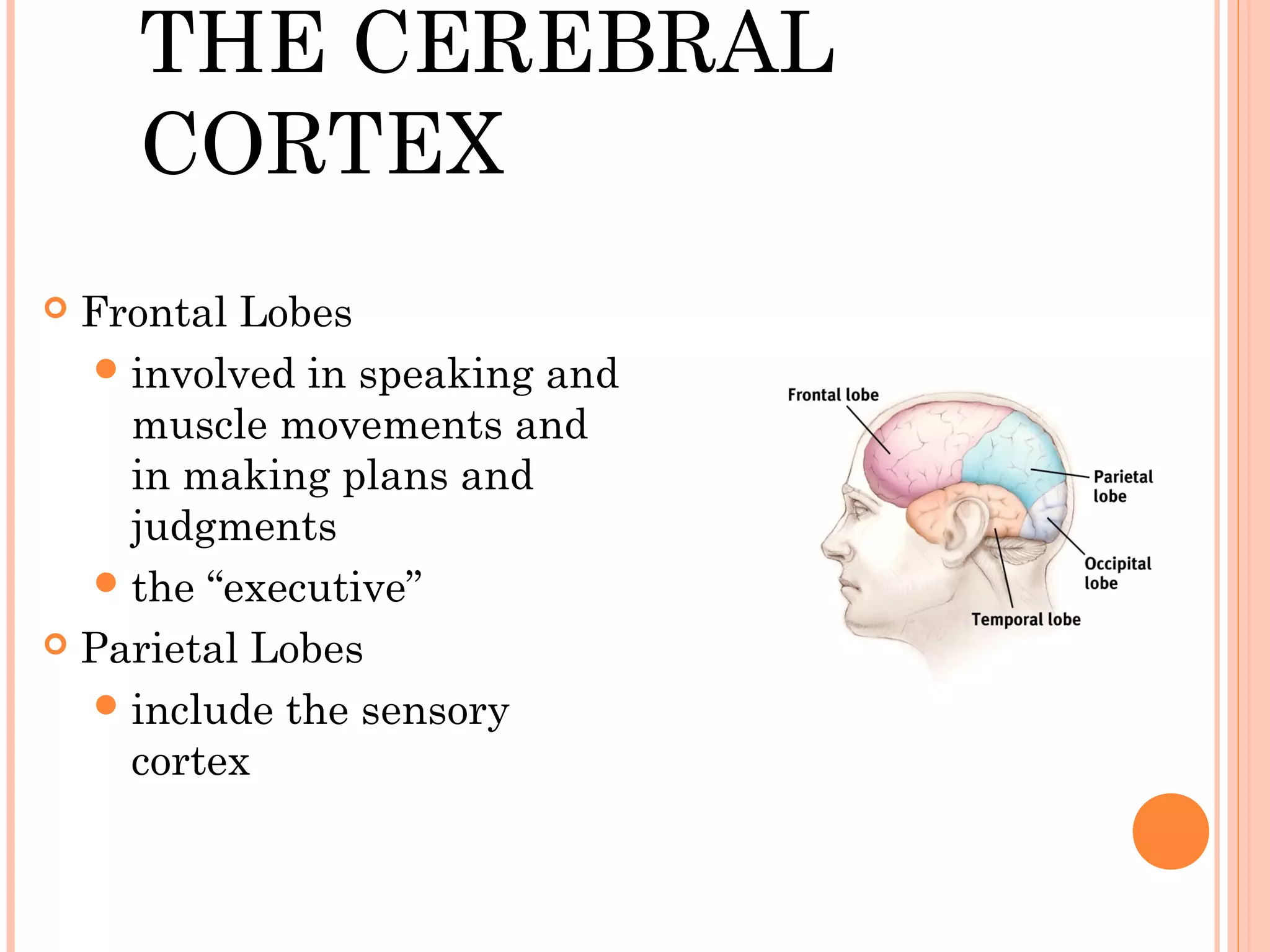 The brain a presentation | PPT