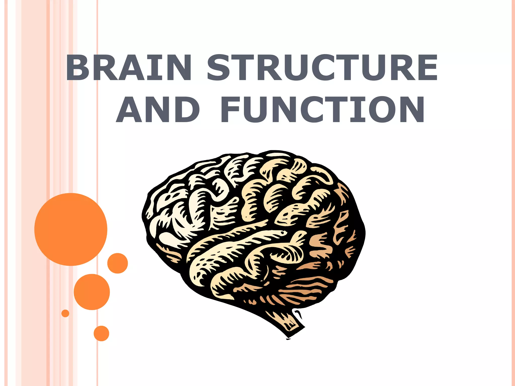 The brain a presentation | PPT