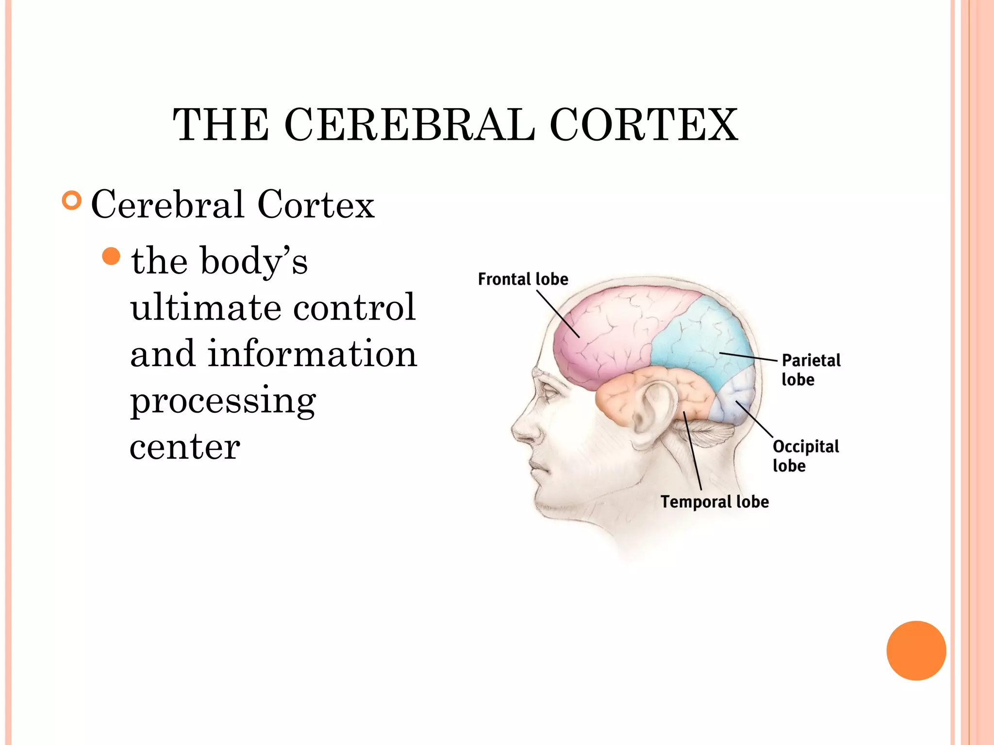 The brain a presentation | PPT