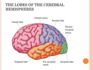 The brain a presentation | PPT