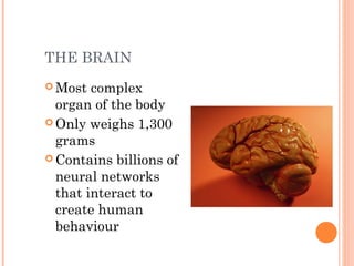 The brain a presentation | PPT