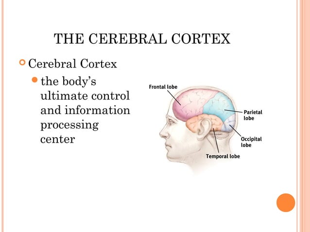 The brain a presentation | PPT