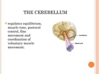 Brain Structures Involved In Voluntary Movement Clipart