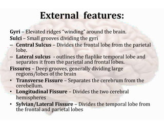 The Human Brain lectures Brain structures parts functions | PPTX